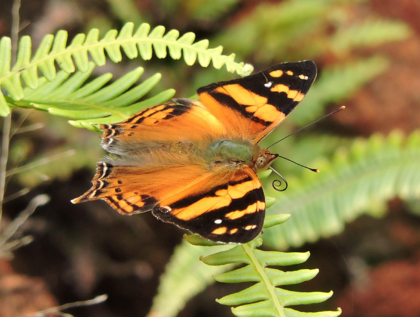 Mariposa mapeada (Hypanartia lethe) - Picture Insect