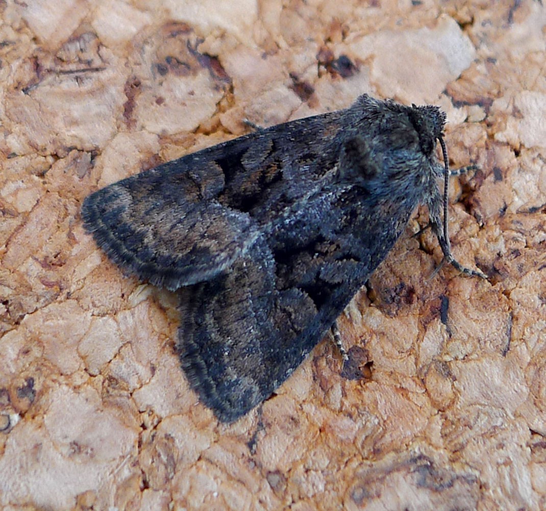 Apamea unanimis (Apamea unanimis) - Picture Insect