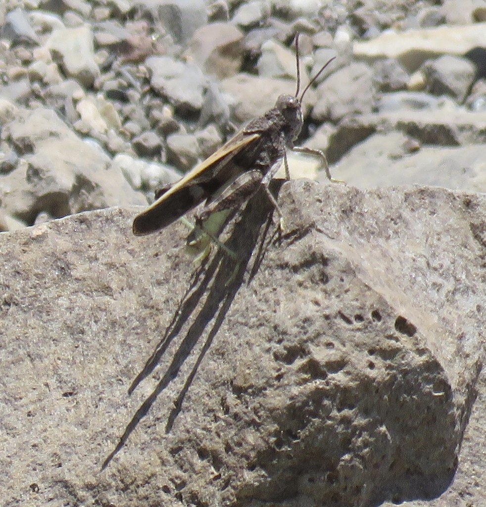 Cratypedes neglectus (Cratypedes neglectus) - Picture Insect