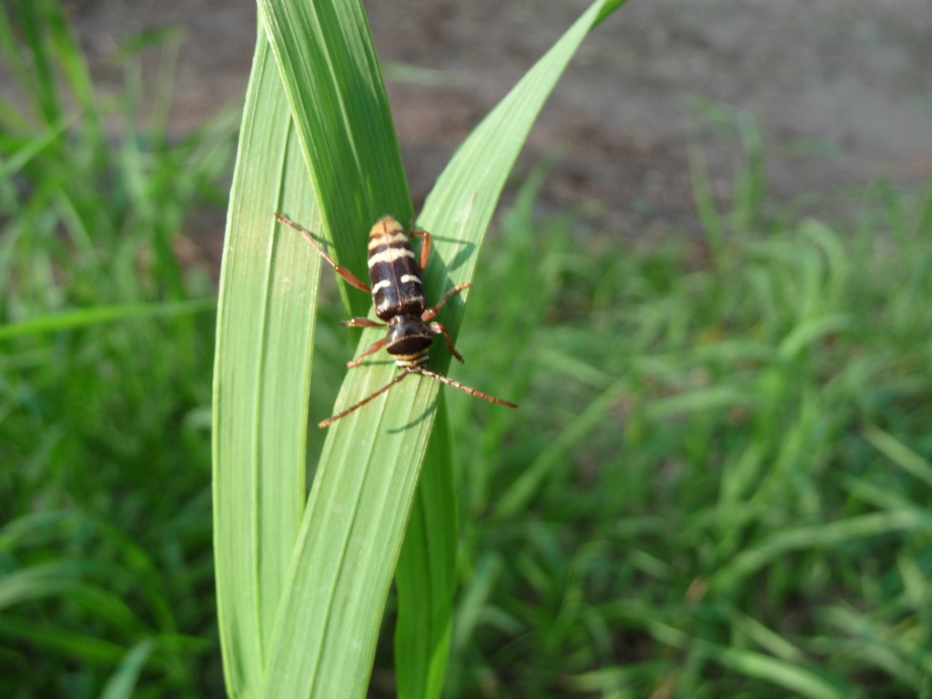 Пёстрый усач (Plagionotus detritus) - Picture Insect