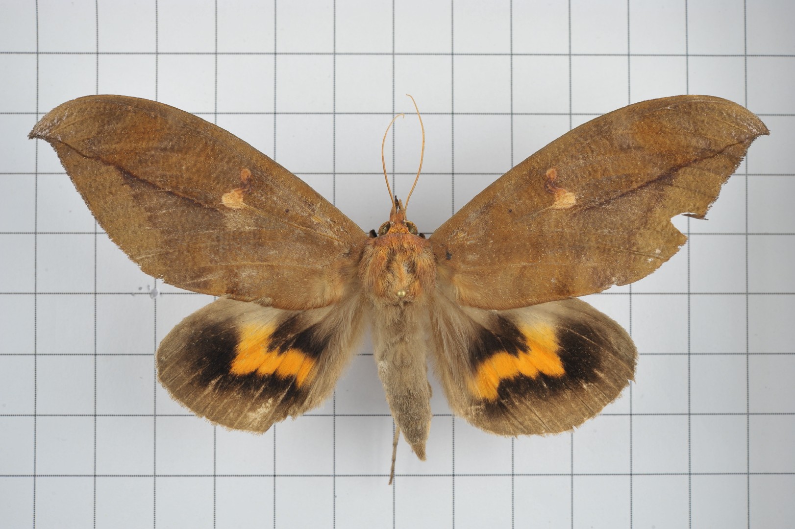 Phyllodes (Phyllodes) - Picture Insect