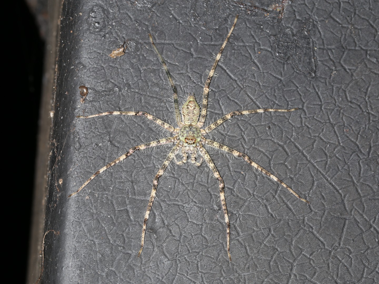 Lichen huntsman spider (Pandercetes gracilis) - Picture Insect