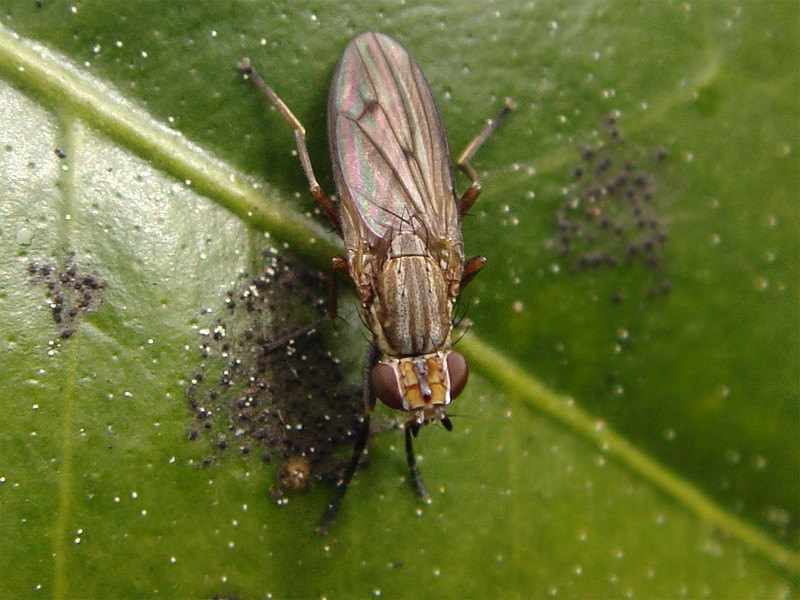 Pherbellia cinerella (Pherbellia cinerella) - Picture Insect