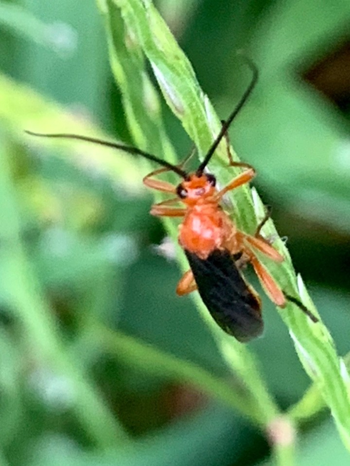 Aleiodes (Aleiodes) - Picture Insect