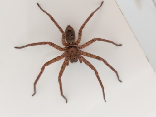 Long-legged huntsman spider (Heteropoda longipes) - Picture Insect