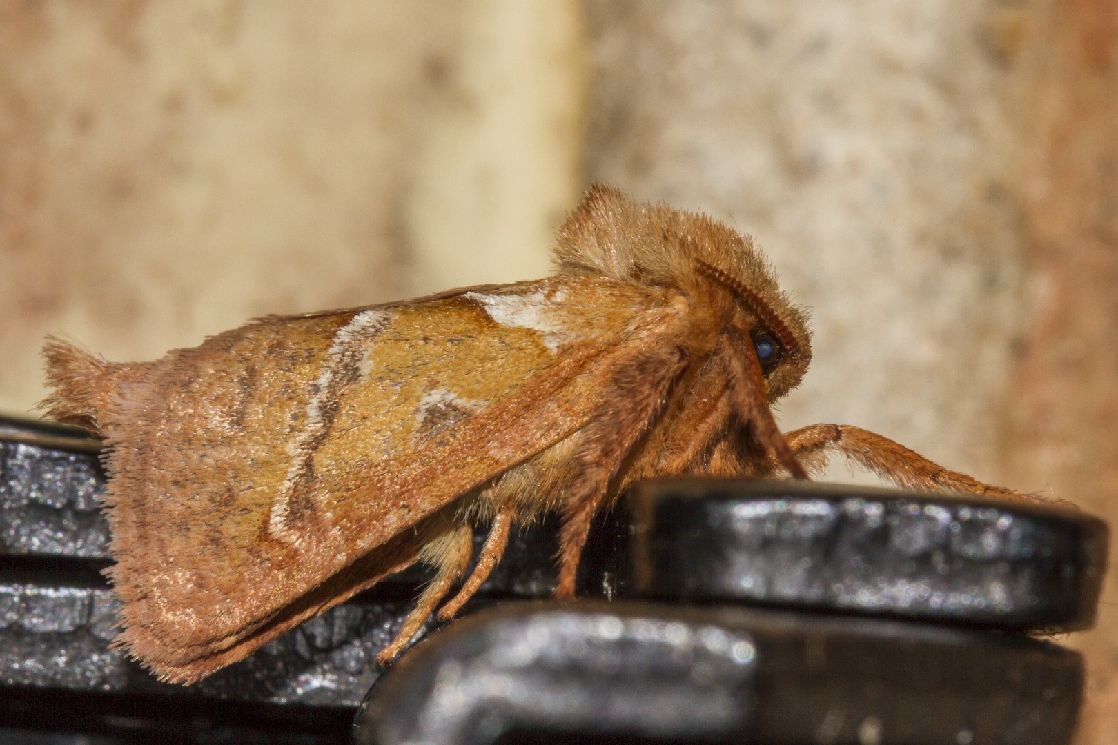 Triodia (Triodia) - Picture Insect