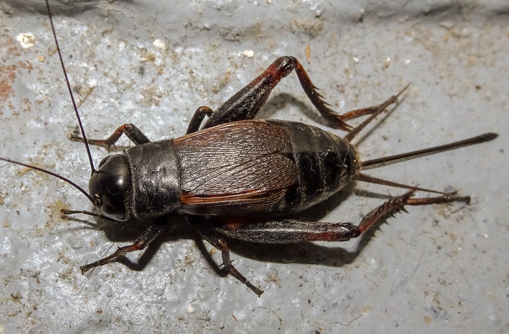 Grillon automnal (Gryllus pennsylvanicus) - Picture Insect