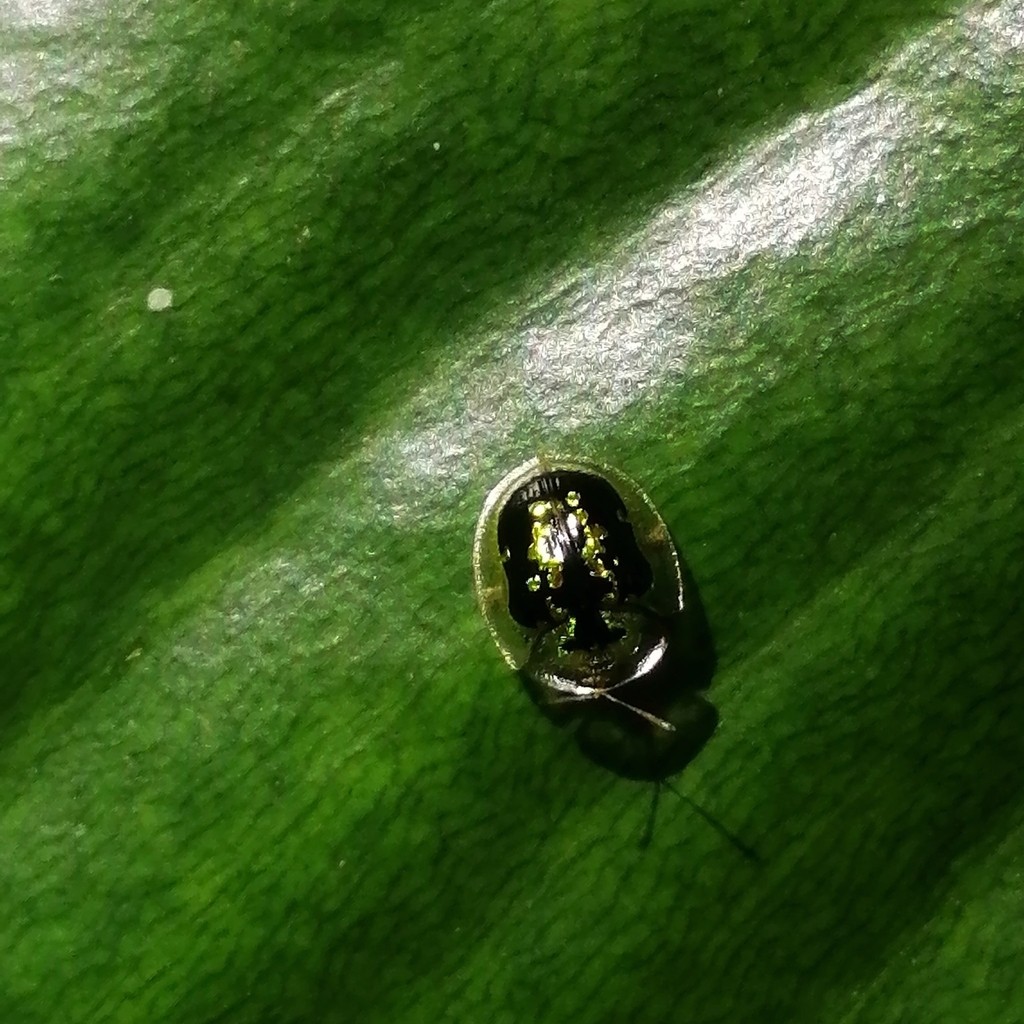 Cassida circumdata (Cassida circumdata) - Picture Insect