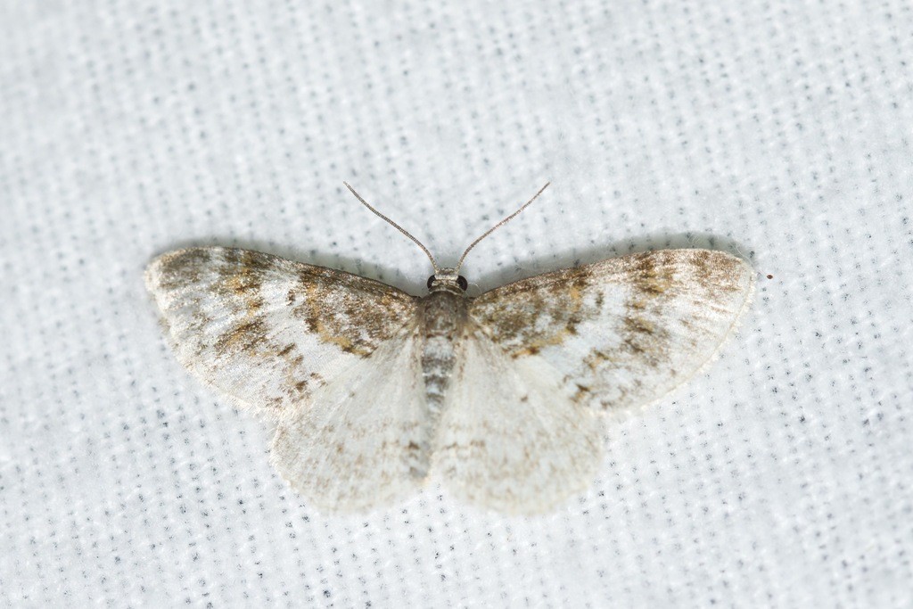 Hydrelia inornata (Hydrelia inornata) - Picture Insect