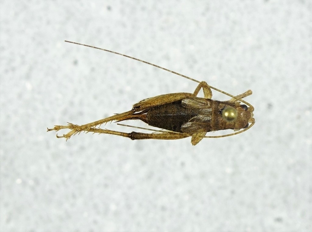 Grillo saltador de bush (Hapithus saltator) - Picture Insect