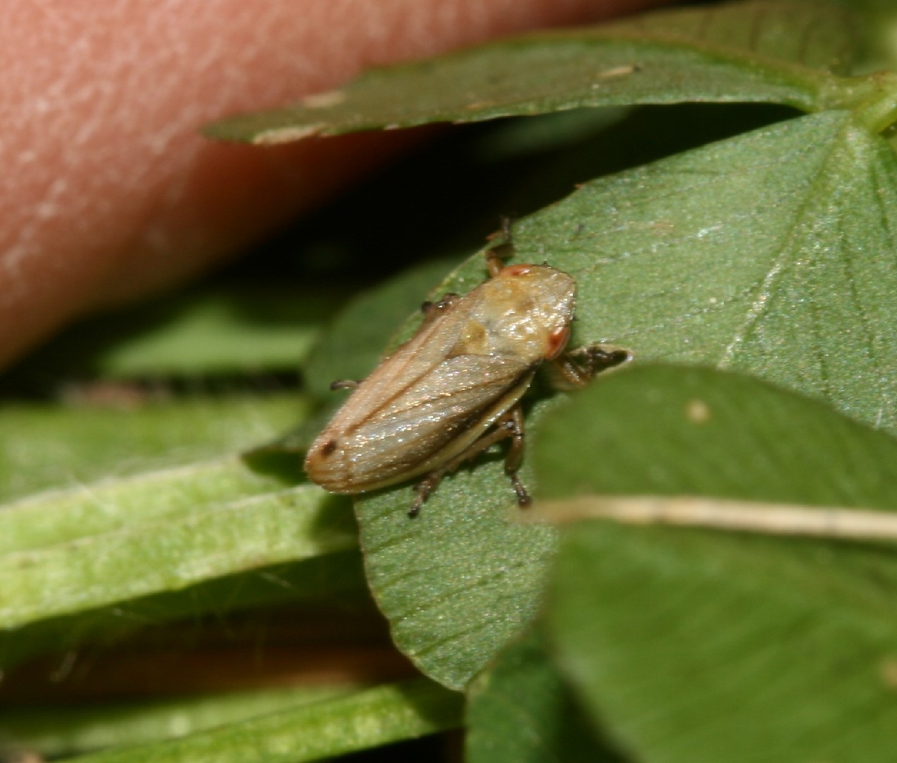 Salivazo rayado (Neophilaenus lineatus) - Picture Insect