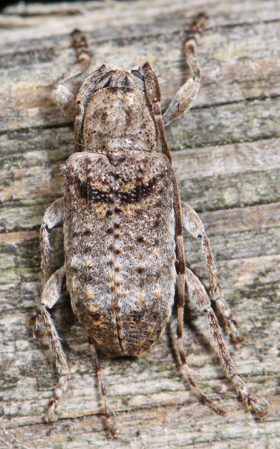Great Horned Beetle