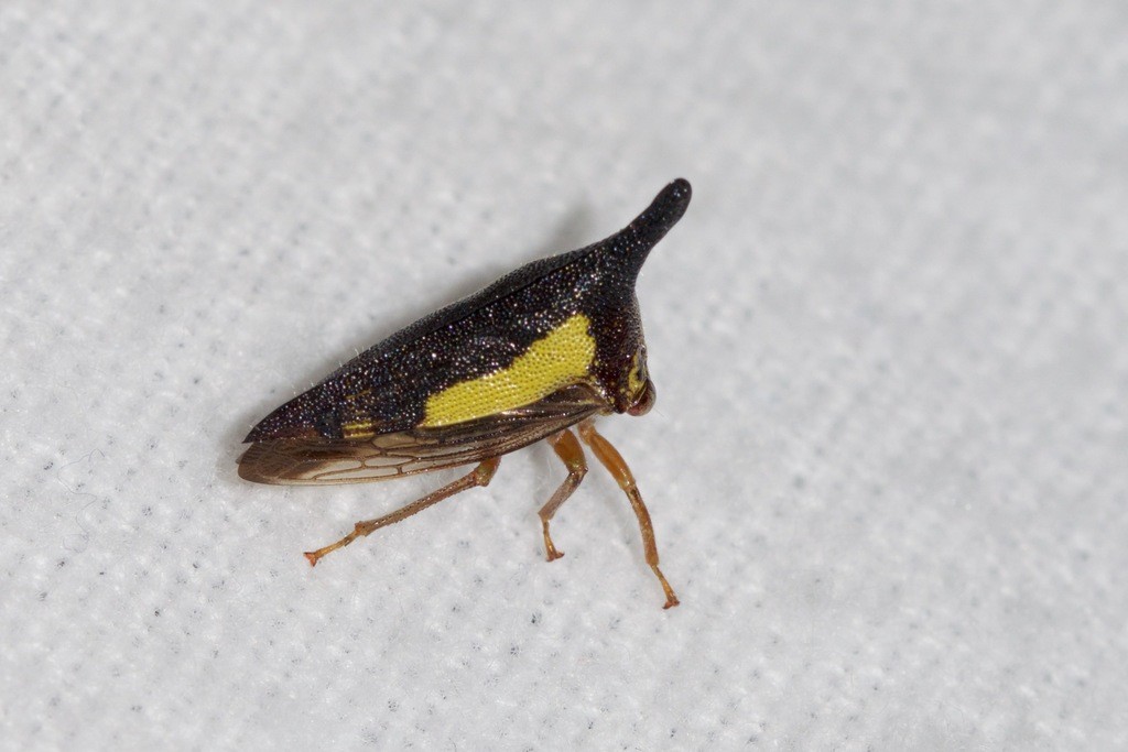 Thelia (Thelia) - Picture Insect