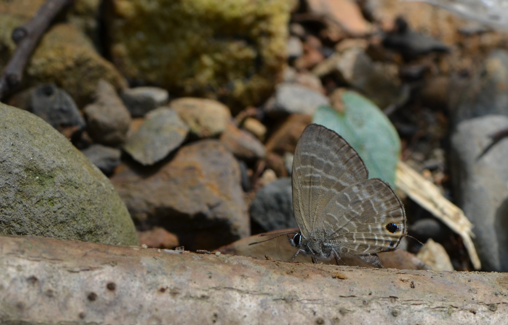 Gran azul de cuatro líneas (Nacaduba pactolus) - Picture Insect