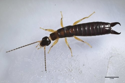Ring-legged earwig How to identify it? - Picture Insect