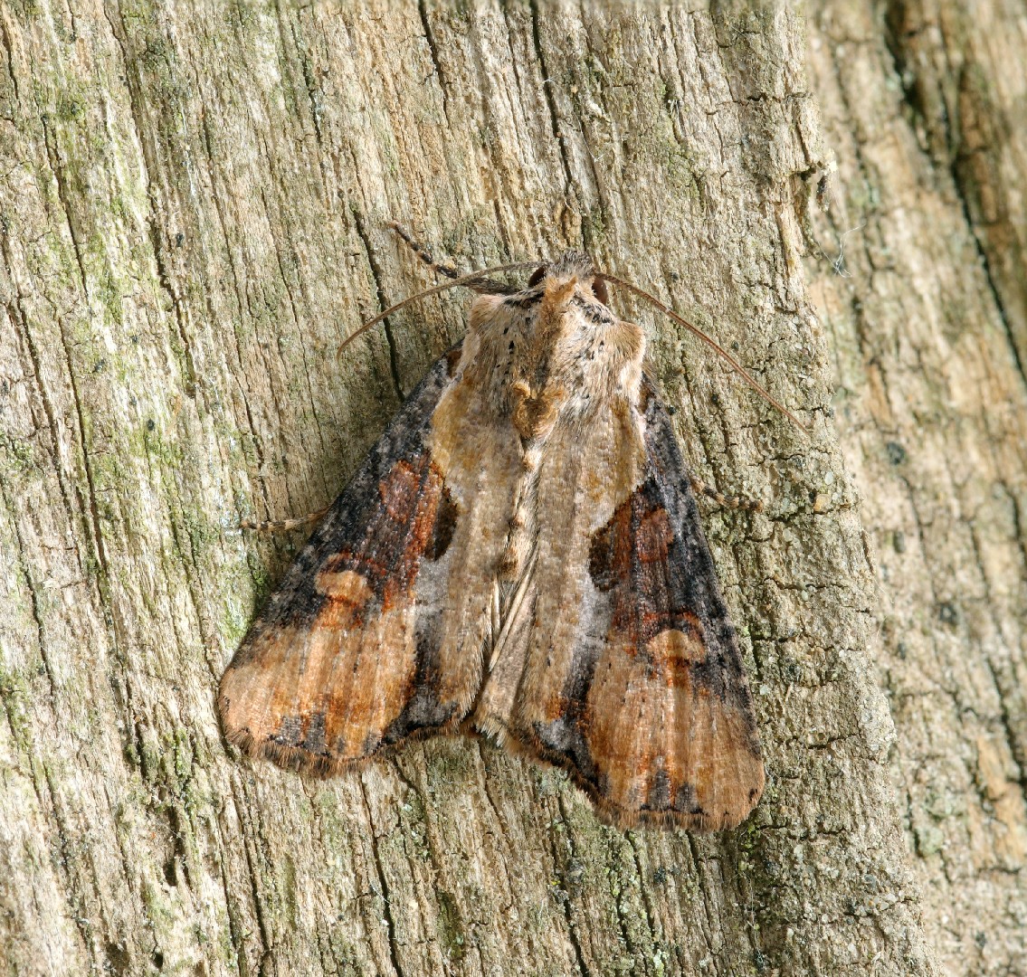 Apamea ophiogramma (Apamea ophiogramma) - Picture Insect