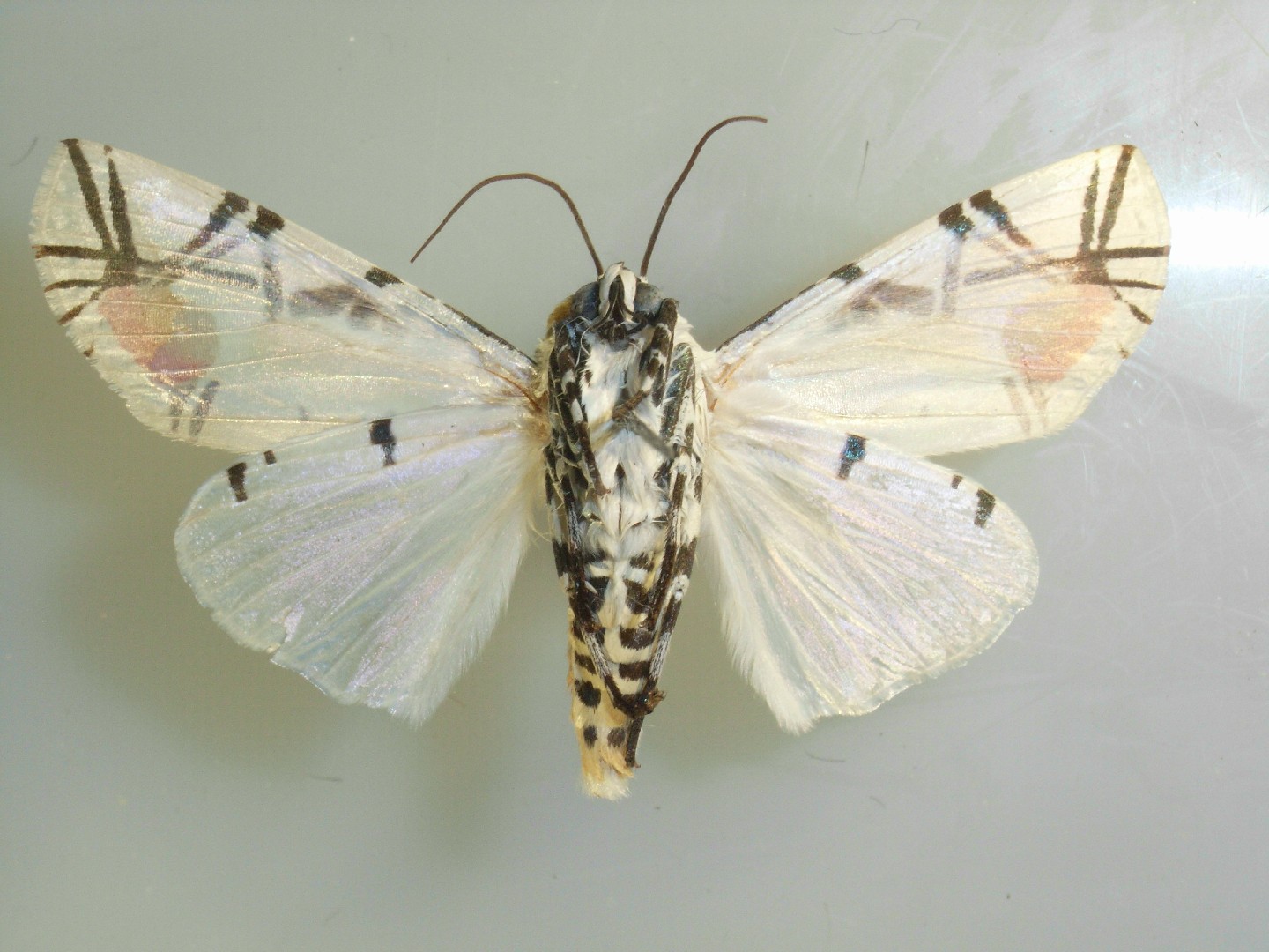 Baorisa hieroglyphica (Baorisa hieroglyphica) - Picture Insect