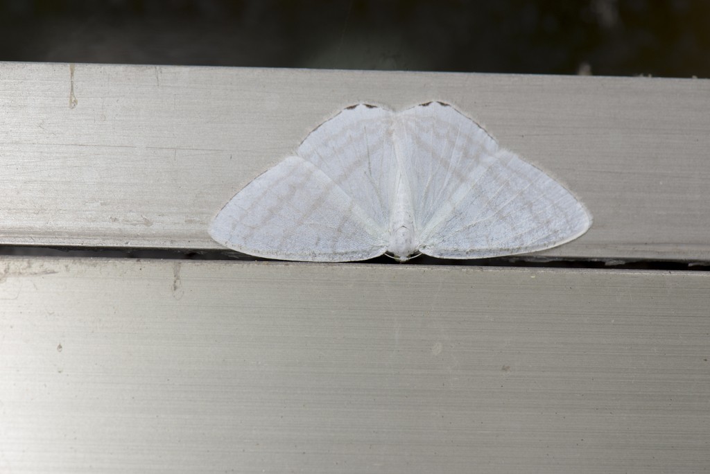 Micronidia intermedia (Micronidia intermedia) - Picture Insect