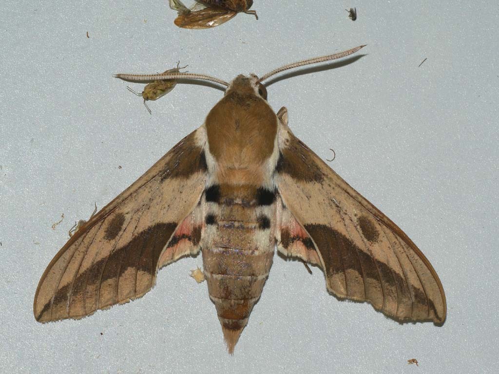 Spurge hawk-moth How to identify it? - Picture Insect