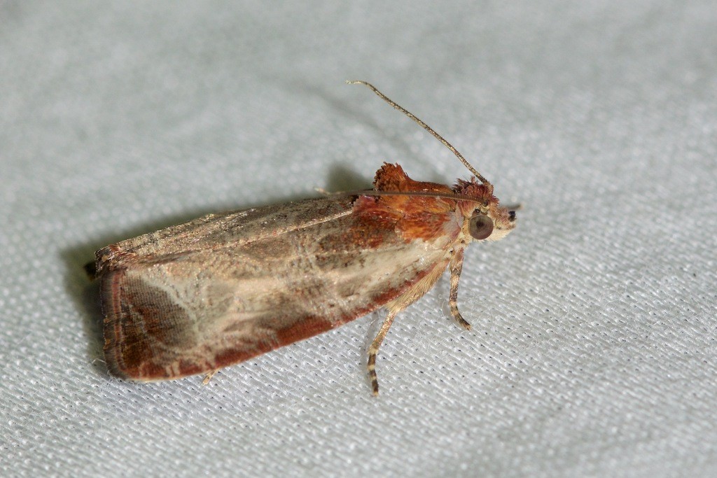 Olethreutes inornatana (Olethreutes inornatana) - Picture Insect