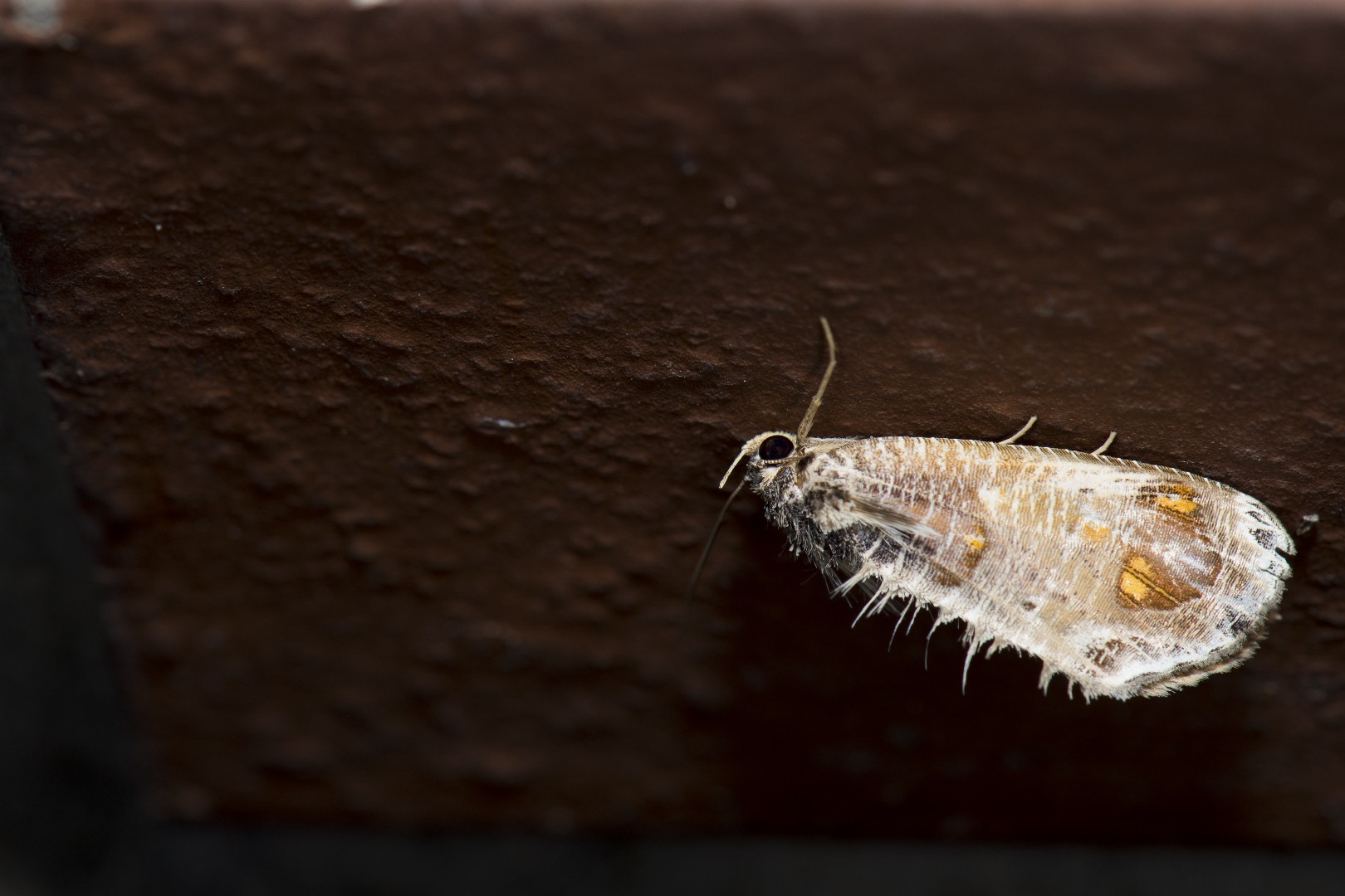 Pilipectus prunifera (Pilipectus prunifera) - Picture Insect