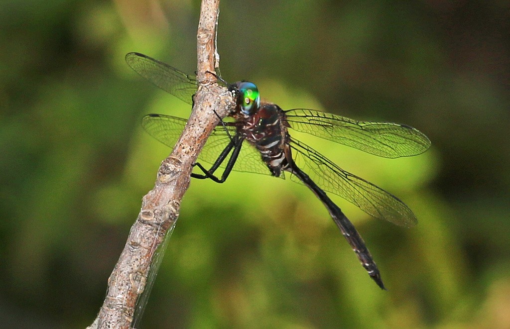 Somatochlora filosa (Somatochlora filosa) - Picture Insect