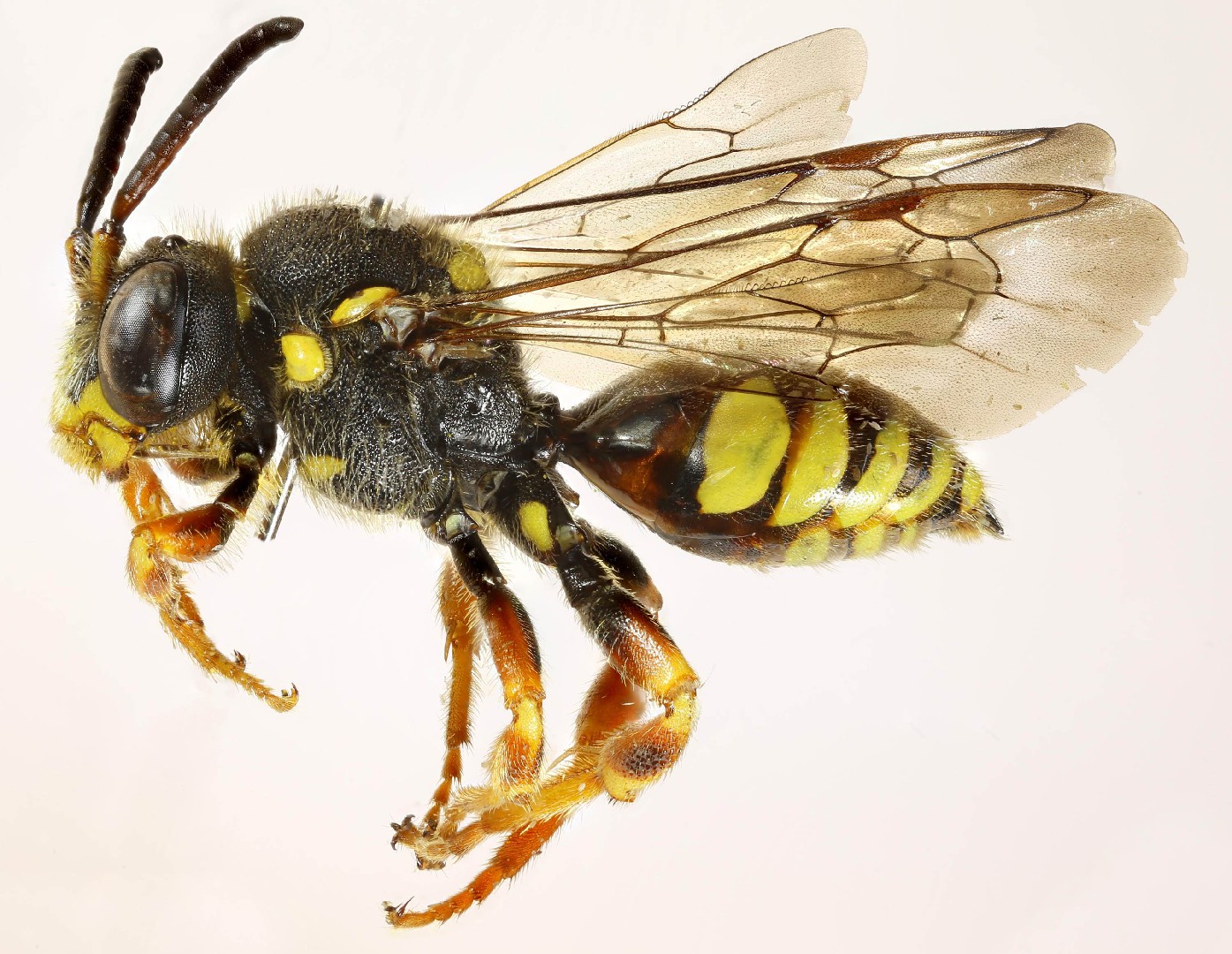 Nomada rufipes (Nomada rufipes) - Picture Insect