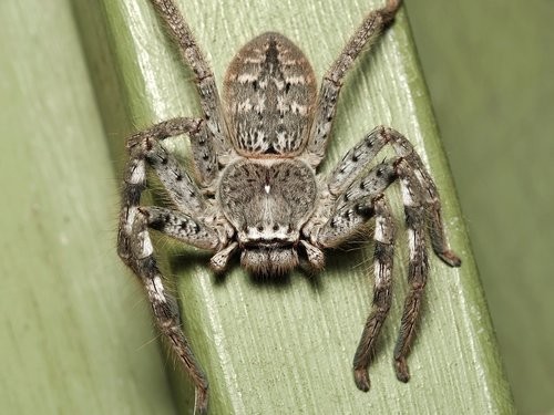 Isopedella victorialis (Isopedella victorialis) - Picture Insect