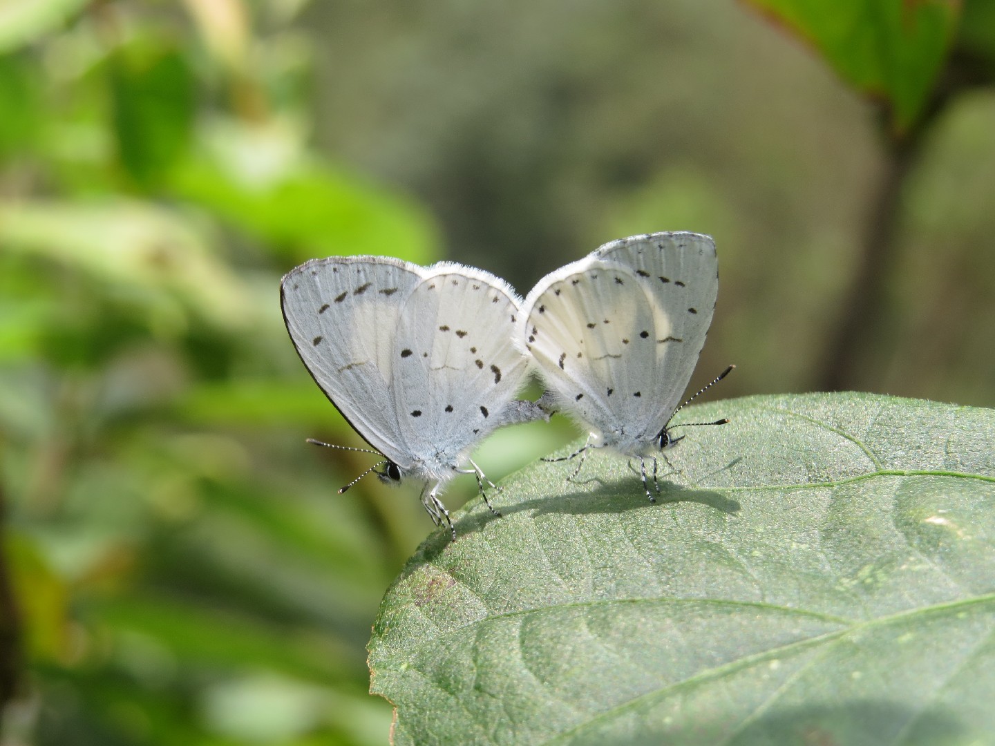 Udara Akasa Udara Akasa Picture Insect