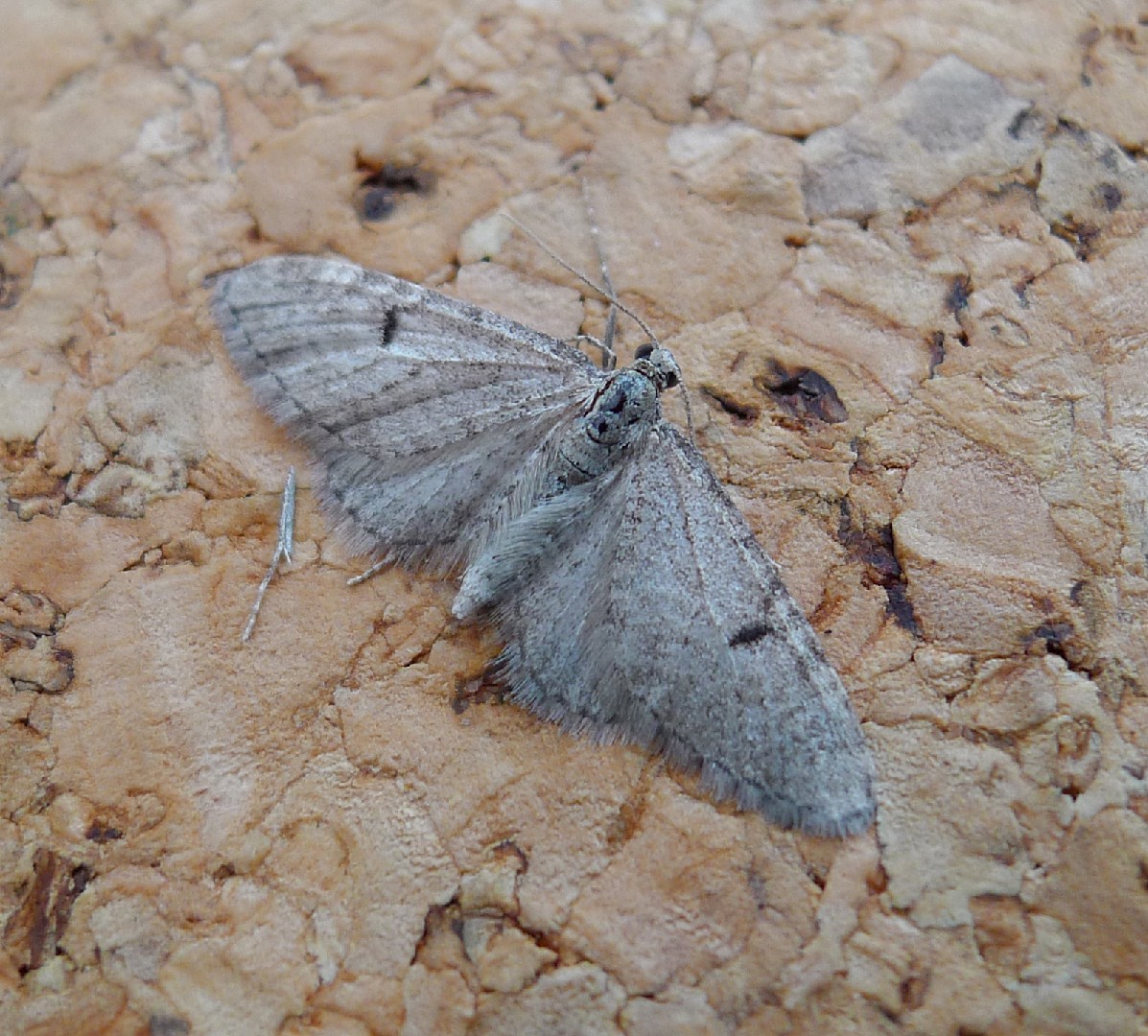 Eupithecia innotata (Eupithecia innotata) - Picture Insect