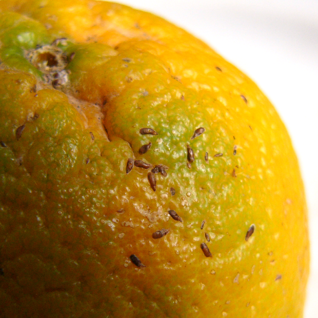 Lepidosaphes beckii (Lepidosaphes beckii) - Picture Insect