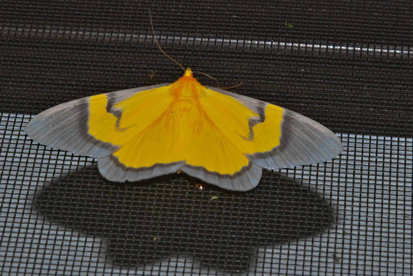 Celerena signata (Celerena signata) - Picture Insect