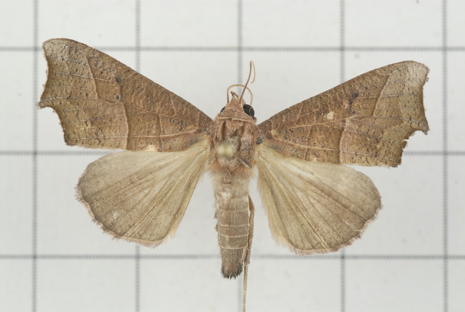 Anomis mesogona (Anomis mesogona) - Picture Insect