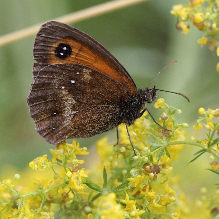 Montañesa ojitos (Erebia epiphron) - Picture Insect