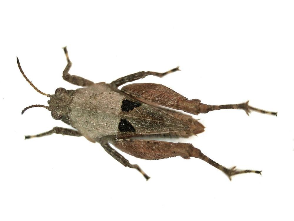 Tétrix des carrières (Tetrix tenuicornis) - Picture Insect