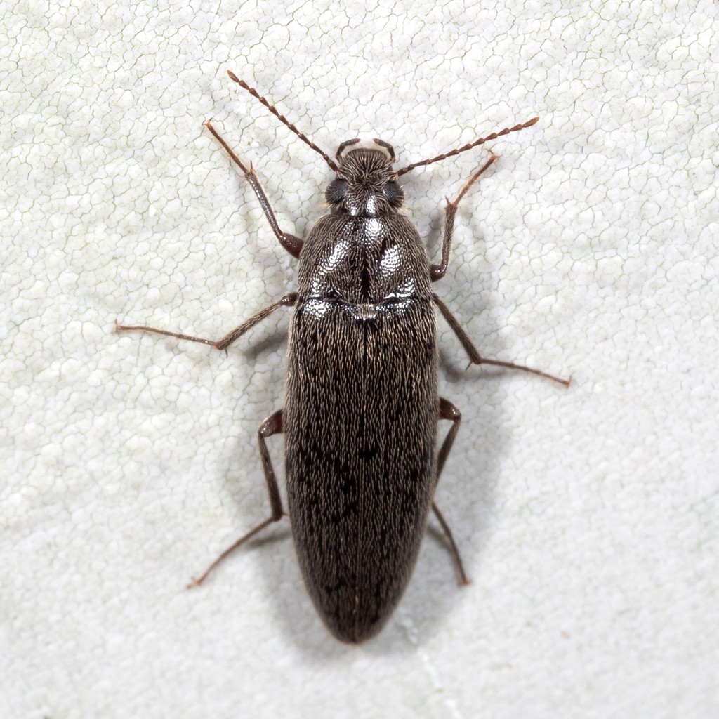 Synchroa punctata (Synchroa punctata) - Picture Insect