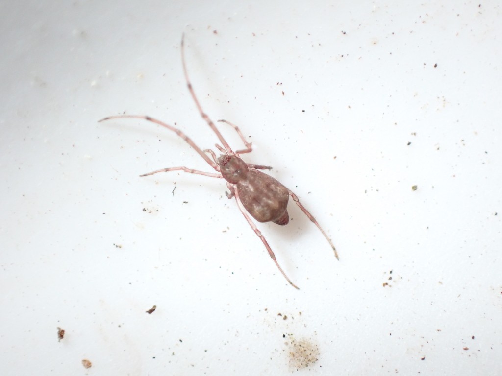 Moneta conifera (Moneta conifera) - Picture Insect