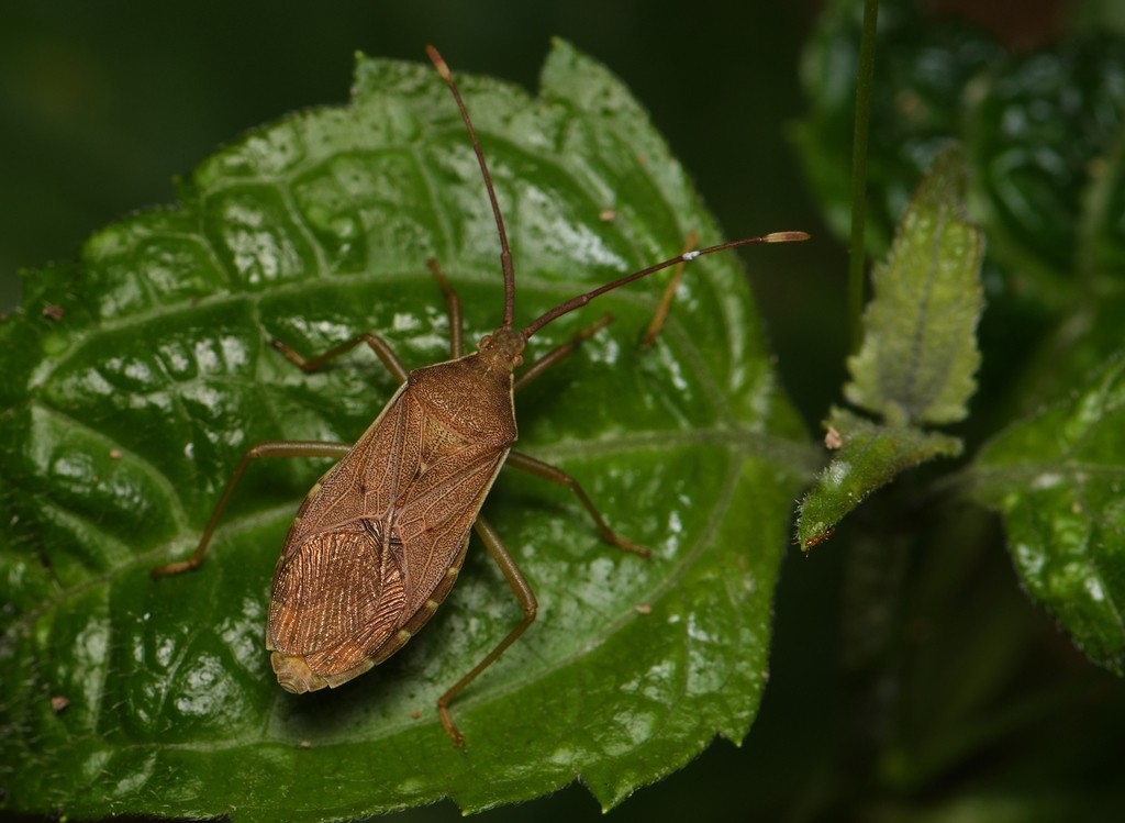 Homoeocerus (Homoeocerus) - Picture Insect