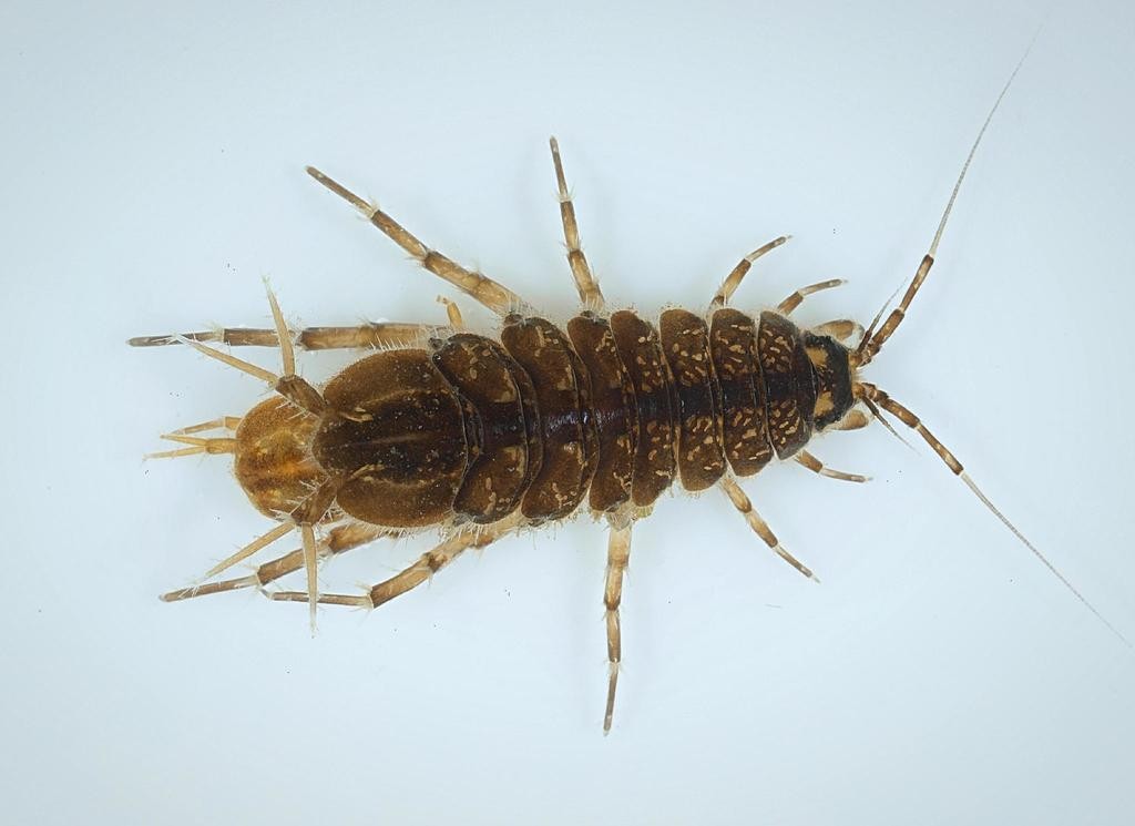 Asellus aquaticus (Asellus aquaticus) - Picture Insect