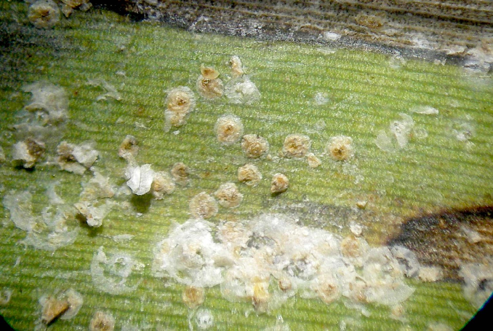 Aspidiotus destructor (Aspidiotus destructor) - Picture Insect