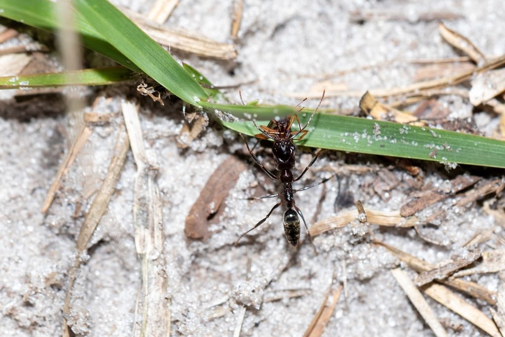 Odontomachus (Odontomachus) - Picture Insect