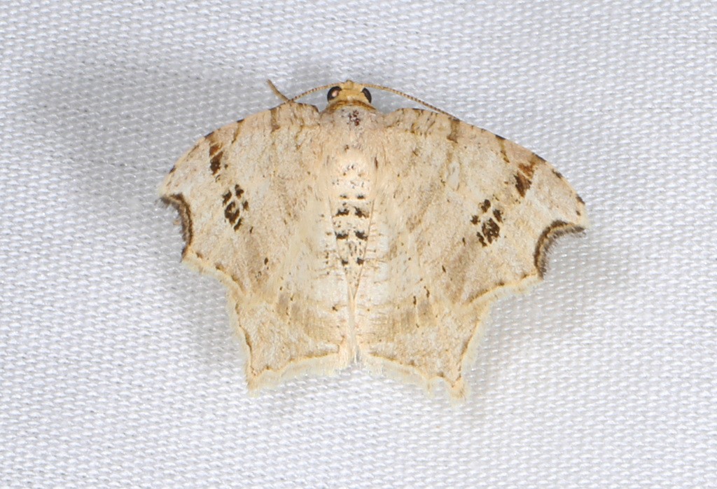 Macaria (Macaria) - Picture Insect