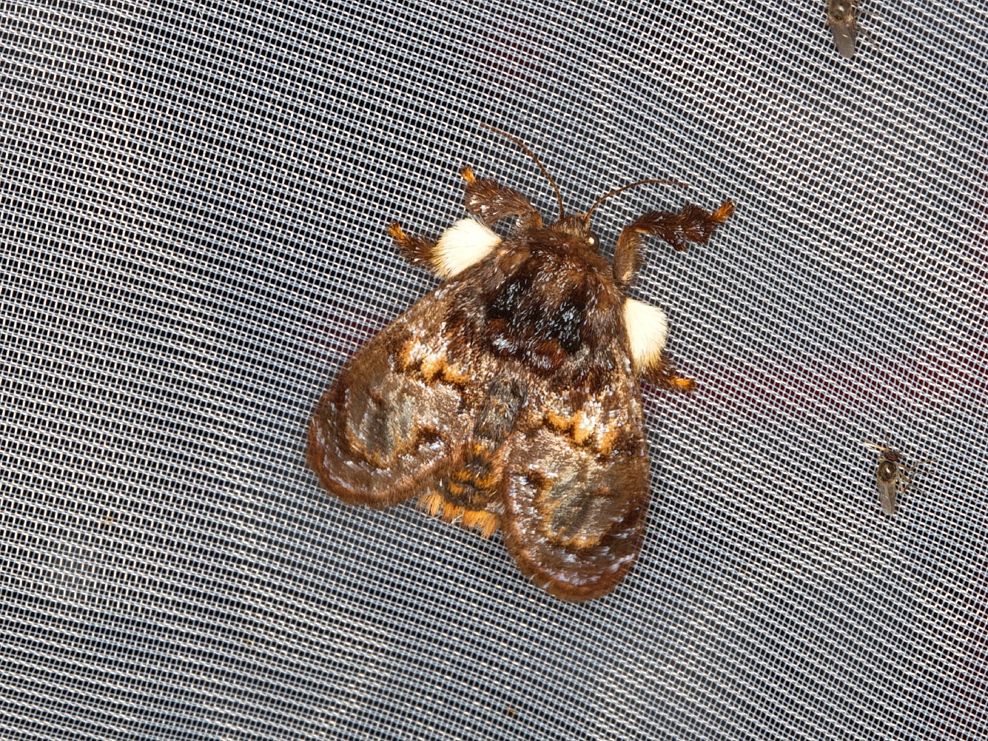 Polilla bruja (Phobetron pithecium) - Picture Insect