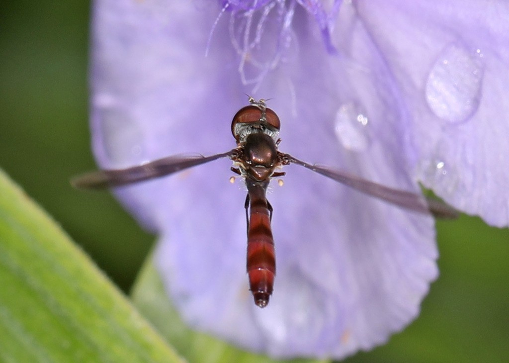 Eastern band-winged hover fly (Ocyptamus fuscipennis) - Picture Insect
