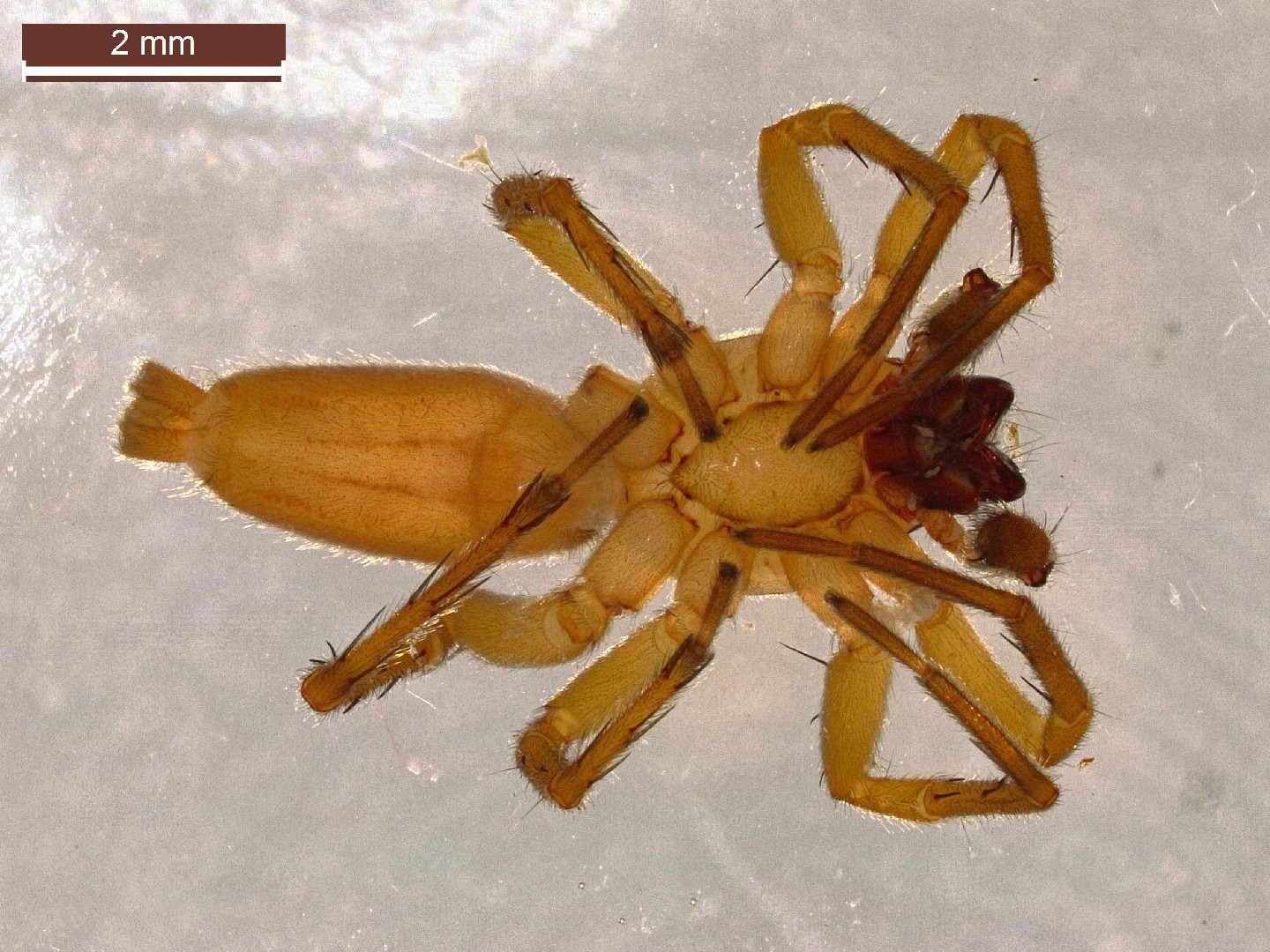 Clubiona terrestris (Clubiona terrestris) - Picture Insect