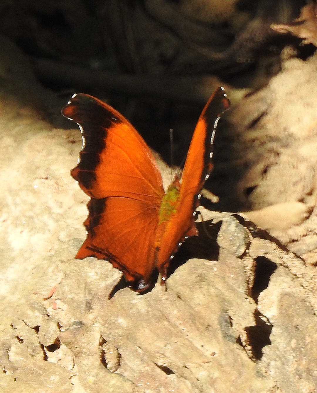 Wizard butterfly (Rhinopalpa polynice) - Picture Insect