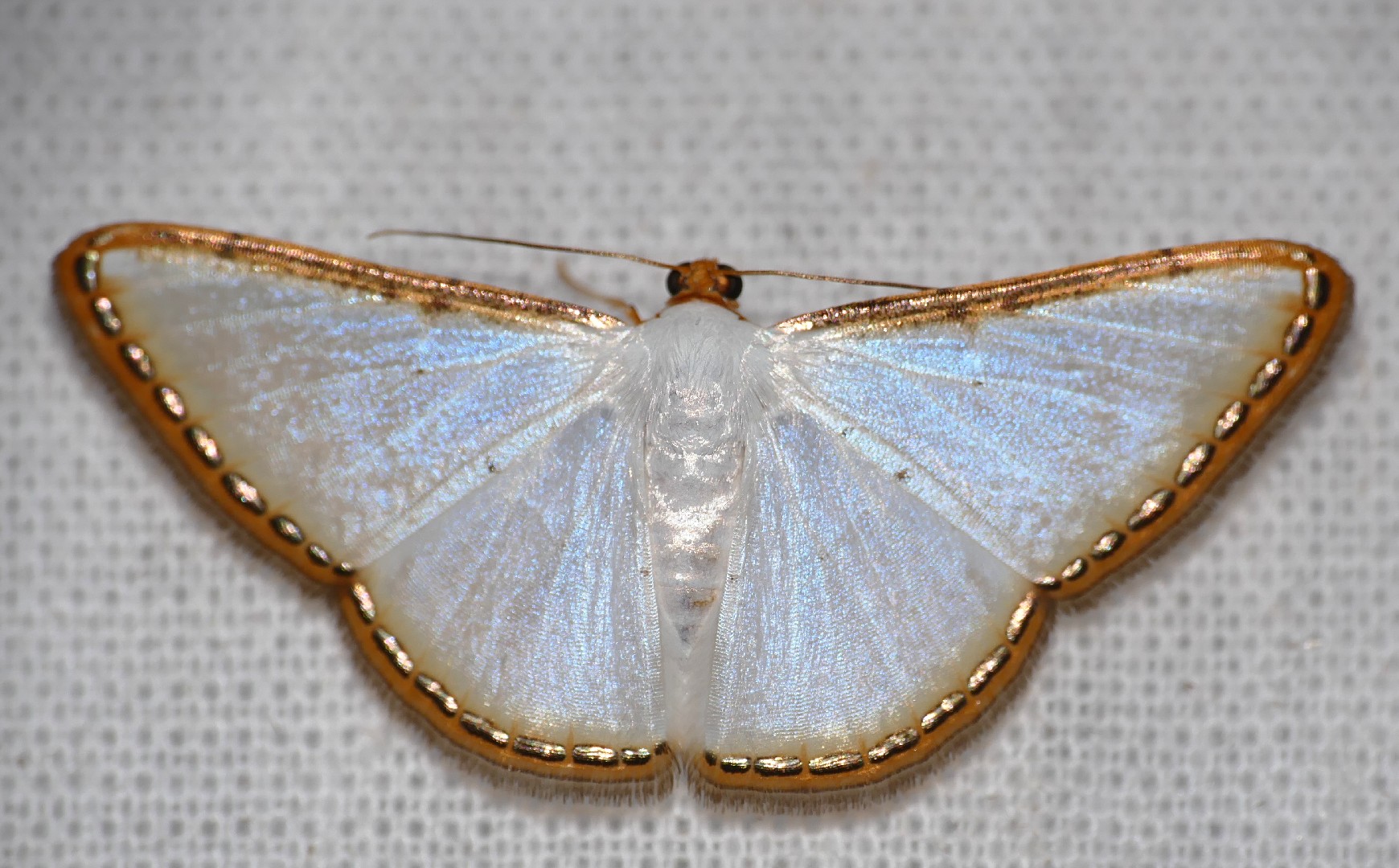 Leuciris (Leuciris) - Picture Insect