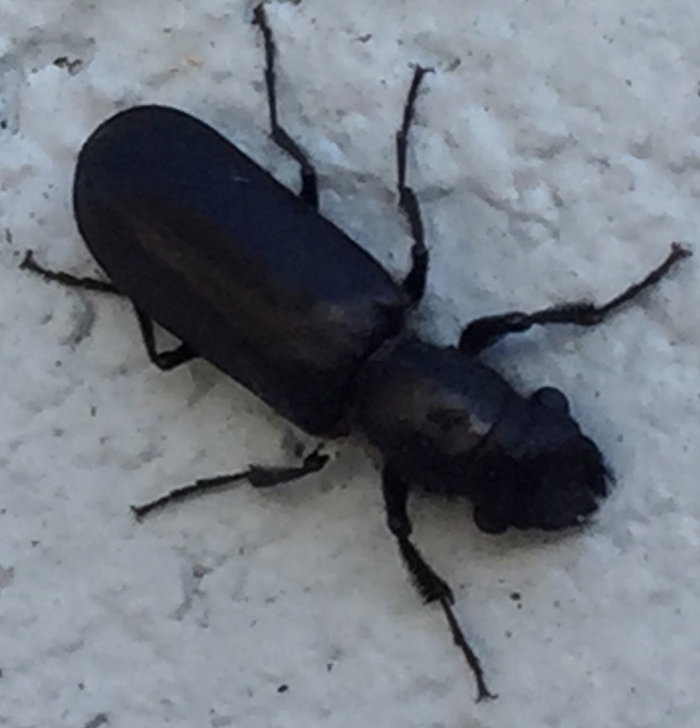 Polycaon stoutii (Polycaon stoutii) - Picture Insect