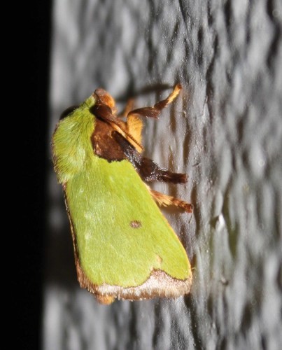 Parasa wellesca (Parasa wellesca) - Picture Insect