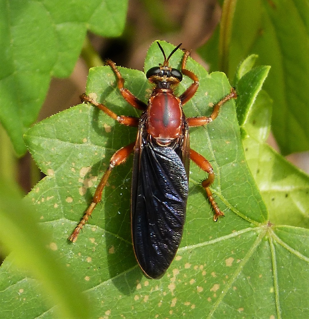 Prolepsis (Prolepsis) - Picture Insect